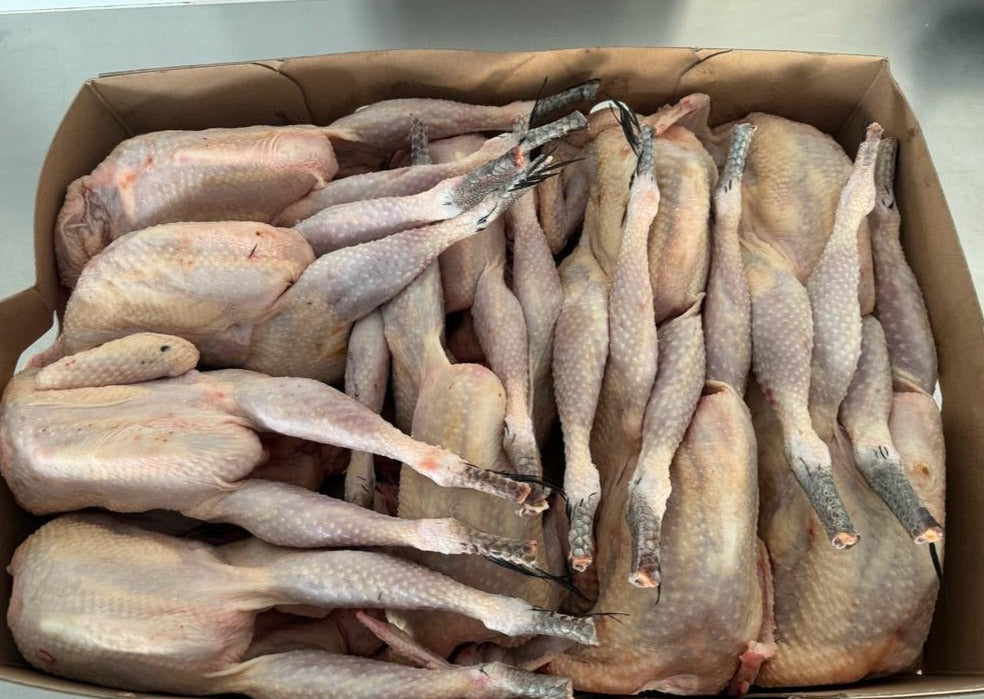 Hard Chicken (Hard body) - Box Of 10 – G&G FRESH